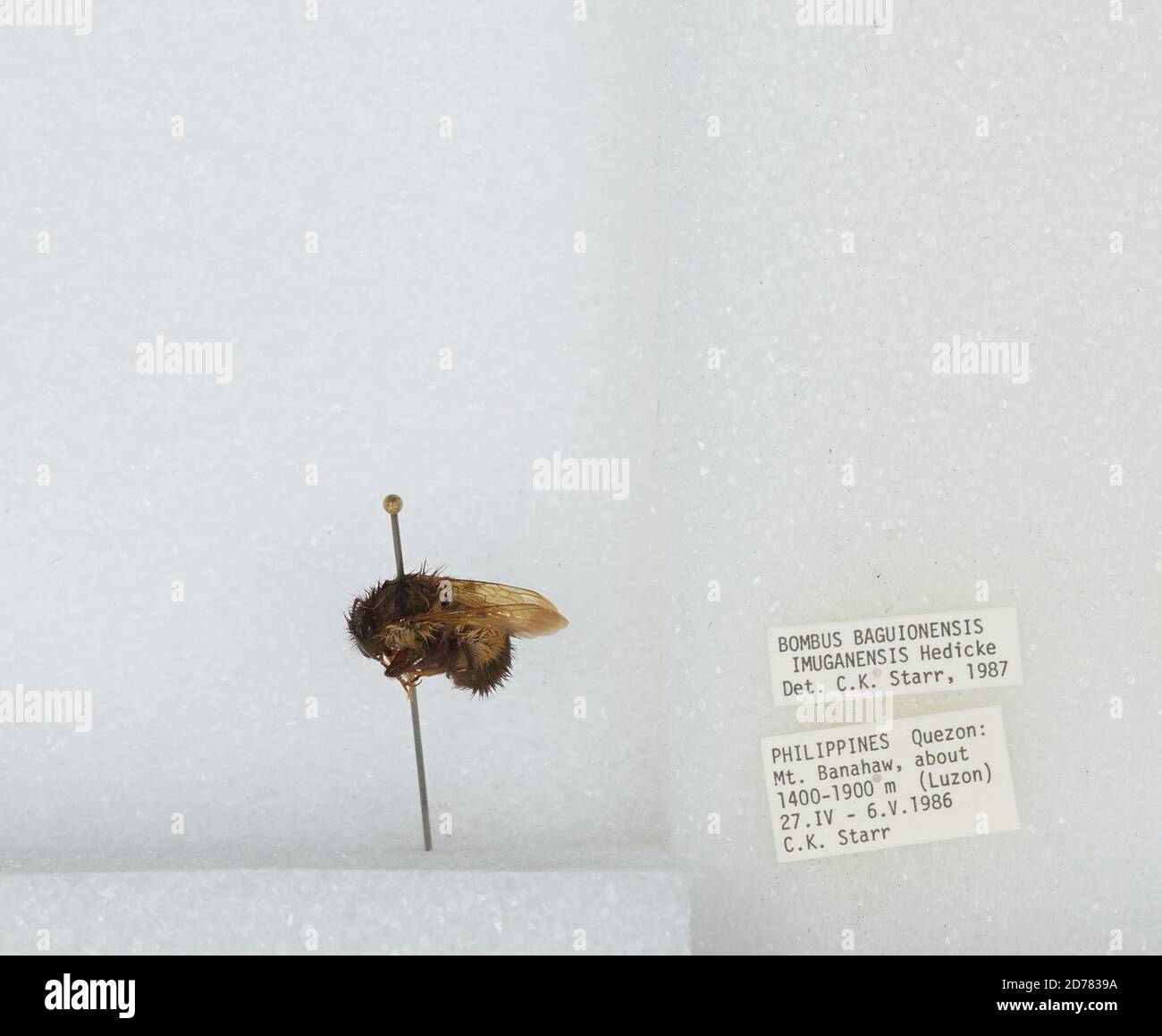 Mount Banahaw, Luzon, Quezon, Philippines, Bombus (Pyrobombus ...