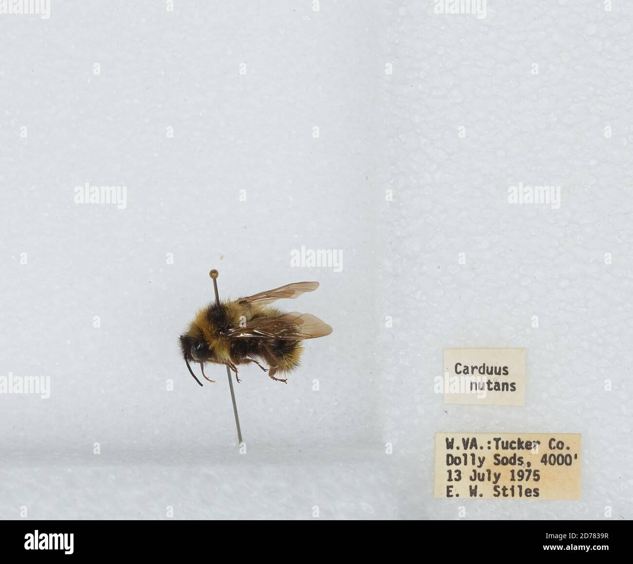 Dolly Sods, Tucker, West Virginia, United States, Bombus (Psithyrus ...