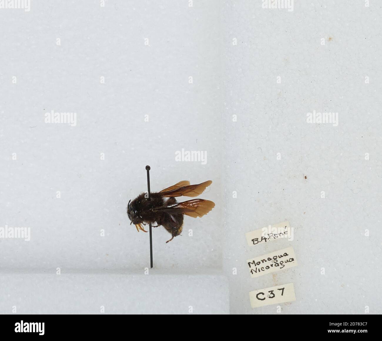 Managua, Nicaragua, Bombus (Pyrobombus) mixtus Cresson, 1878, Animalia ...