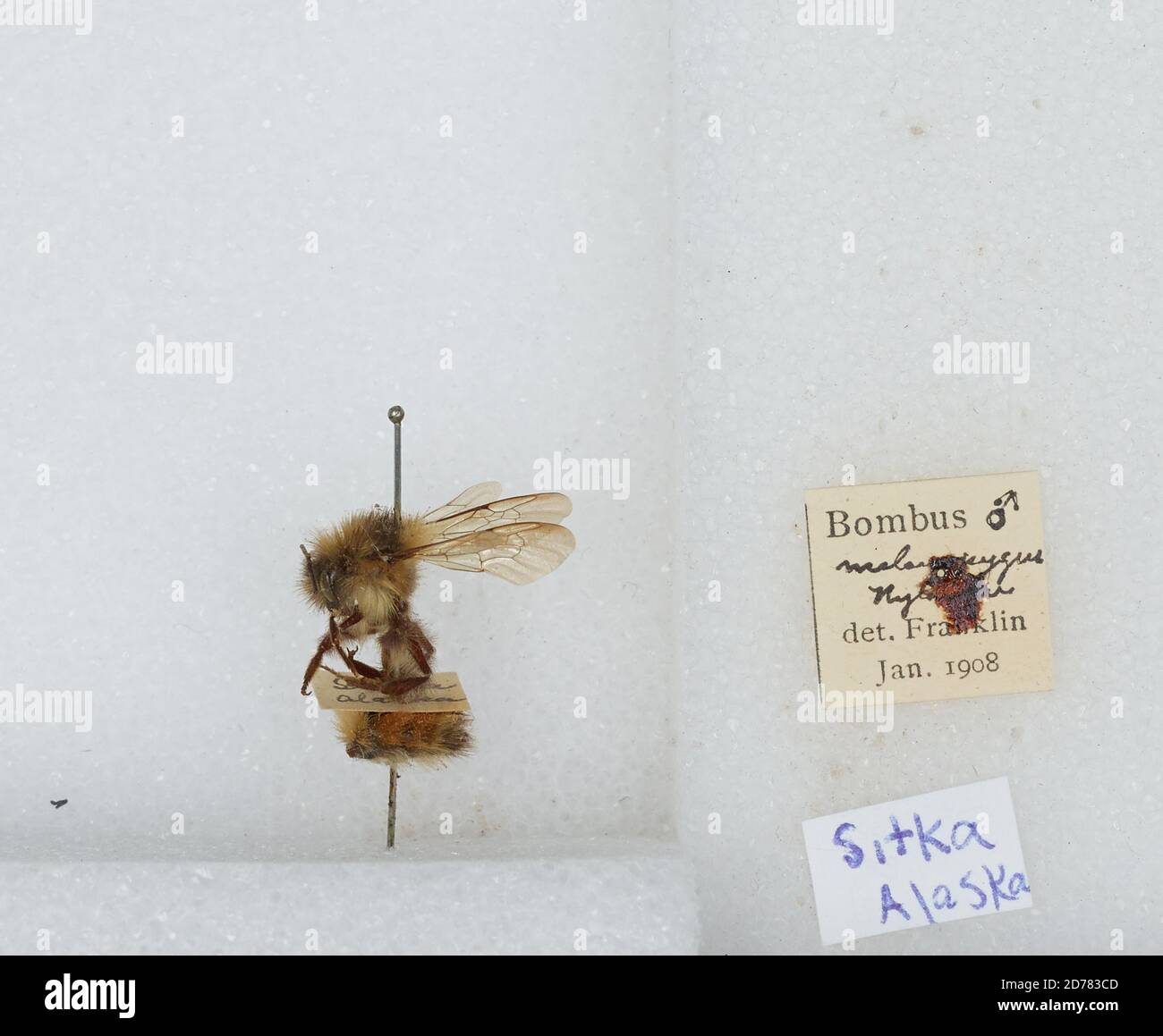 Sitka, Alaska, United States, Bombus (Pyrobombus) melanopygus Nylander ...