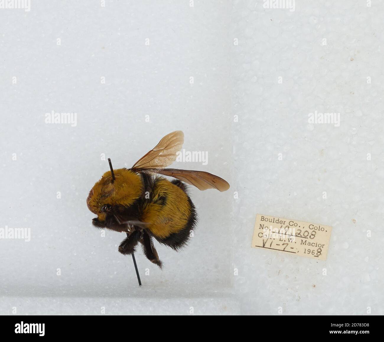 Boulder, Colorado, United States, Bombus (Separatobombus) morrisoni ...