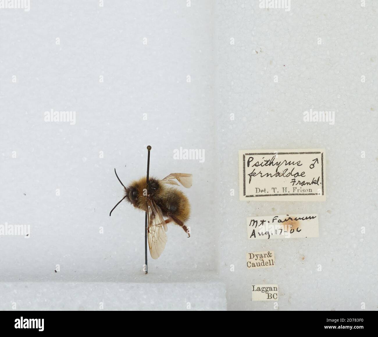 Fairview Mountain, Alberta's Rockies, Alberta, Canada, Bombus ...