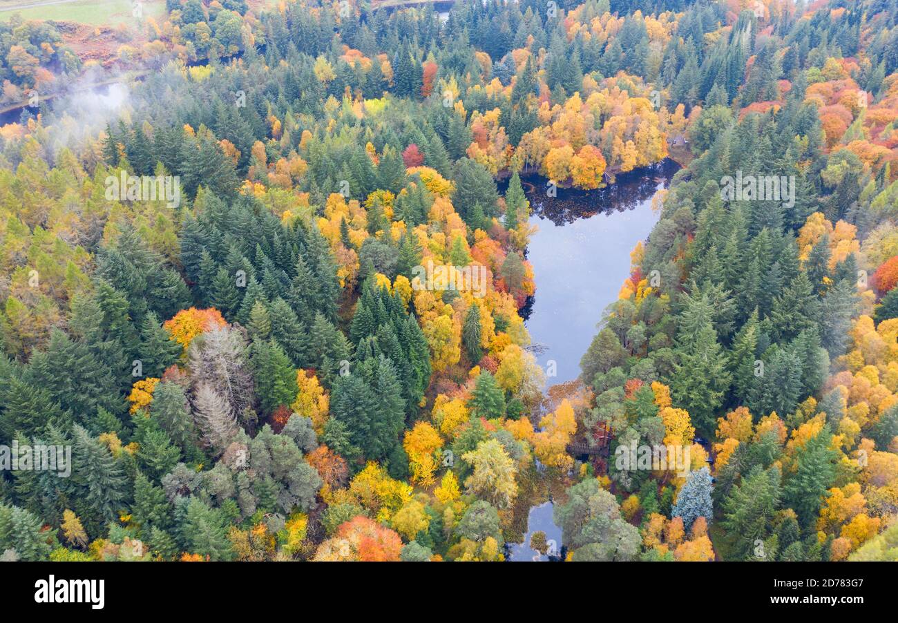 Aerial view of autumn colours of woodland at Loch Dunmore in Faskally ...