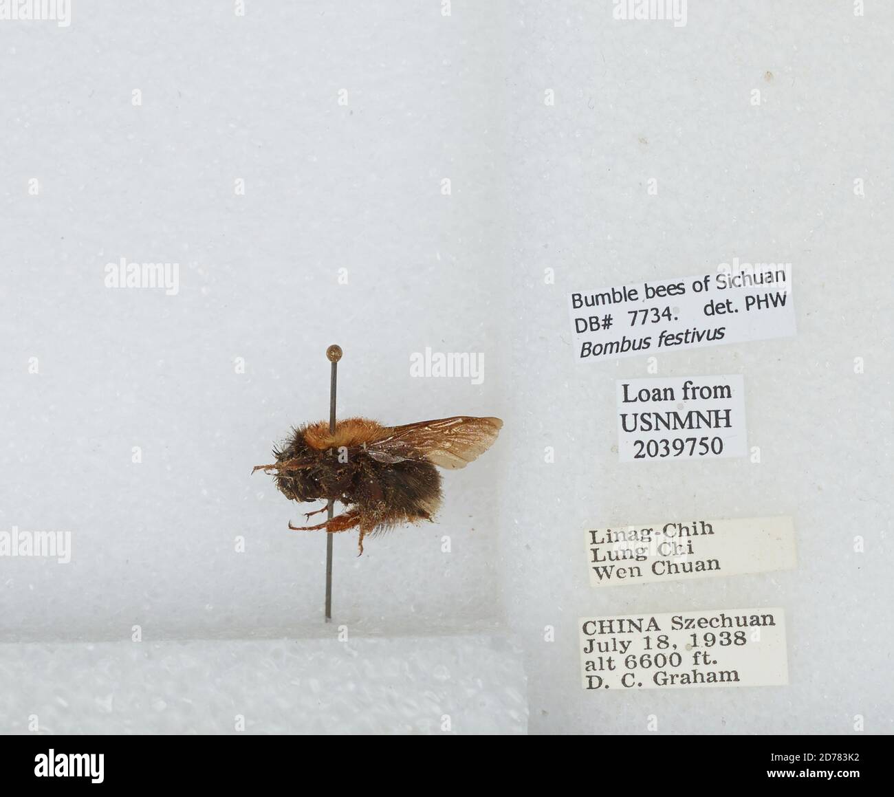 Linag-Chih, Lung Chi, Wen Chuan, Sichuan, China, Bombus (Festivobombus ...