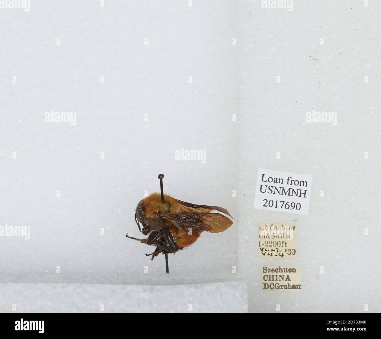 Between Yachow and Saifu, Sichuan, China, Bombus (Tricornibombus ...