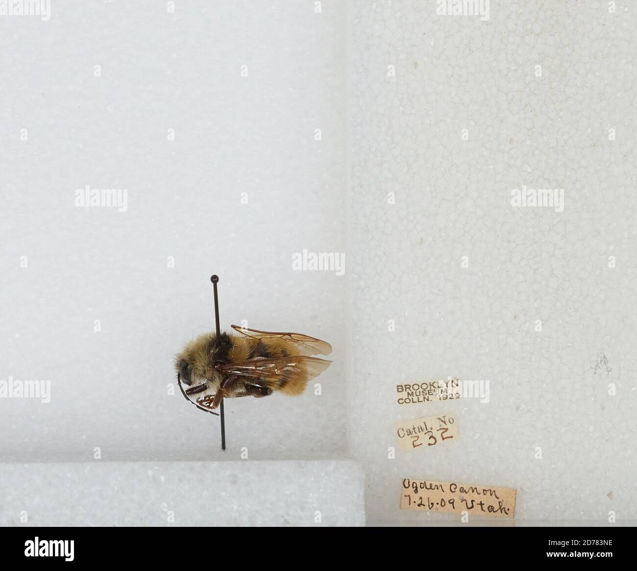 Ogden Canyon, Weber, Utah, United States, Bombus (Subterraneobombus ...