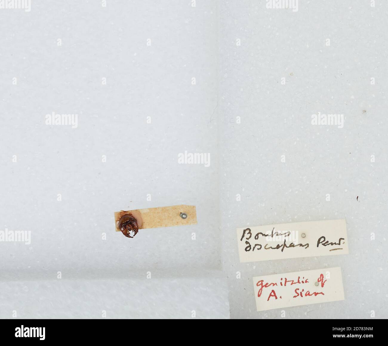 Eximius smith hi-res stock photography and images - Alamy