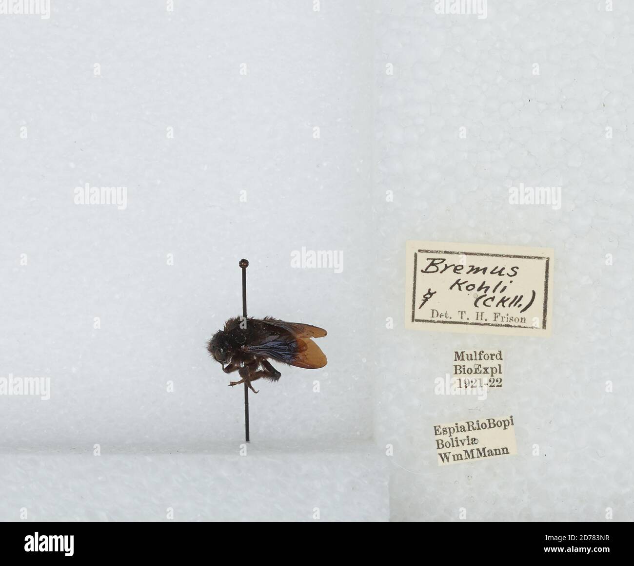 Espia Rio Bopi, La Paz, Bolivia, Bombus (Fervidobombus) morio (Swederus ...