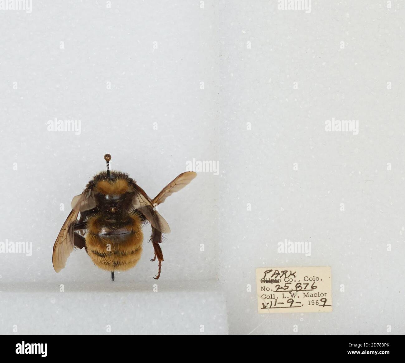 Park, Colorado, United States, Bombus (Subterraneobombus) appositus ...