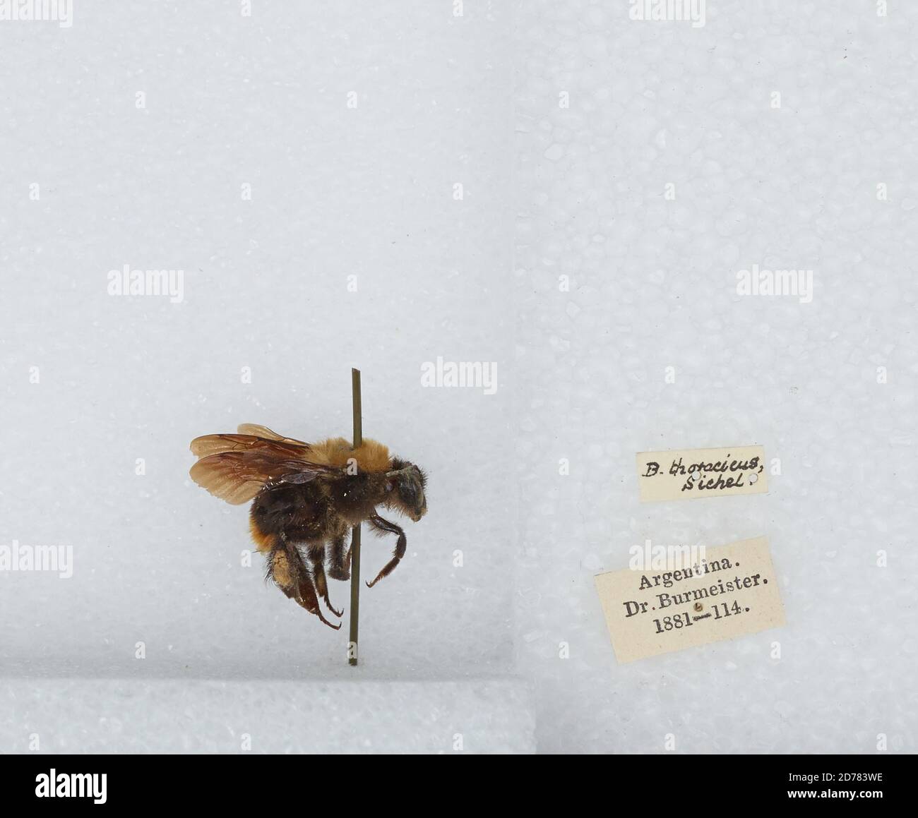 Argentina, Bombus (Thoracobombus) bellicosus Smith, 1879, Animalia ...