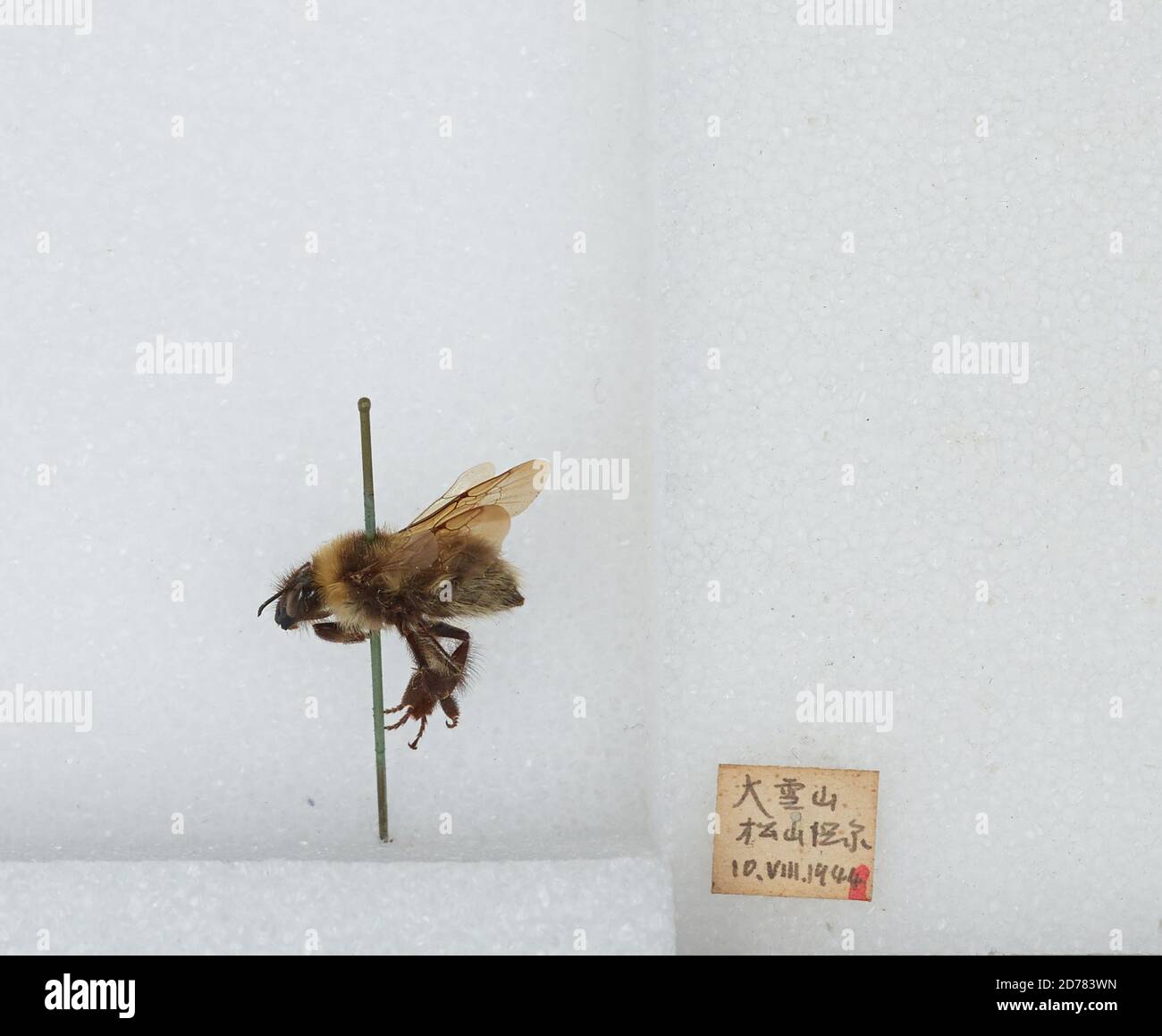 Daisetsuzan, Japan, Bombus (Diversobombus) diversus Smith, Animalia, Arthropoda, Insecta ...