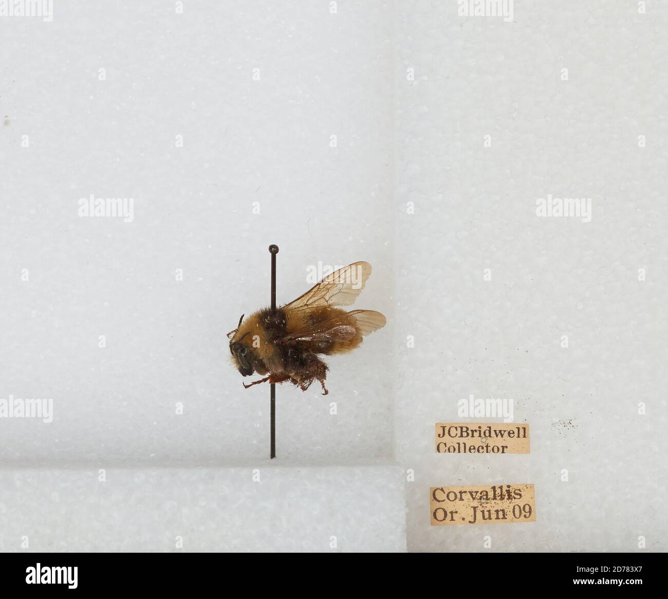 Corvallis, Benton, Oregon, United States, Bombus (Subterraneobombus ...