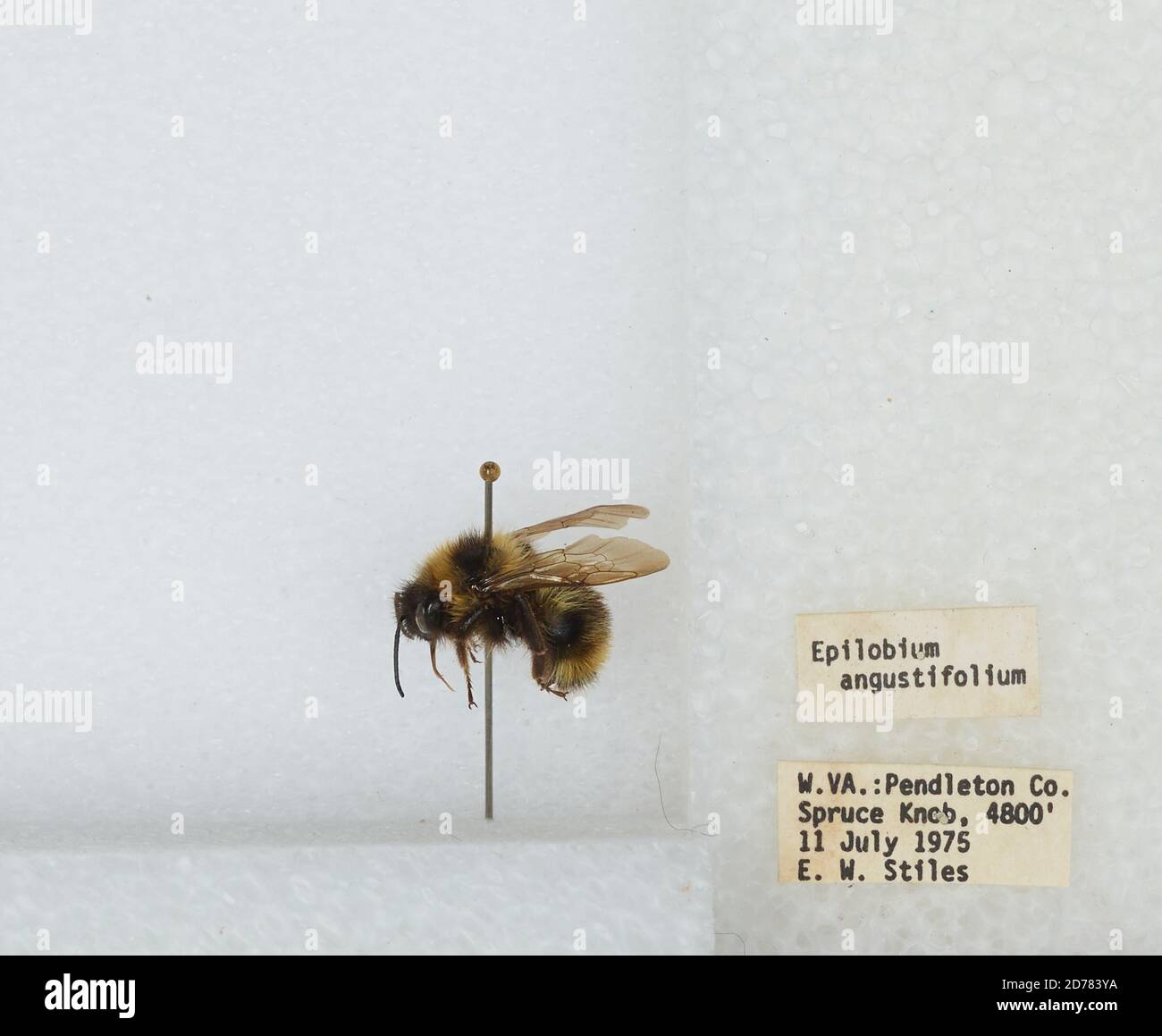 Spruce Knob, Pendleton, West Virginia, United States, Bombus (Psithyrus ...