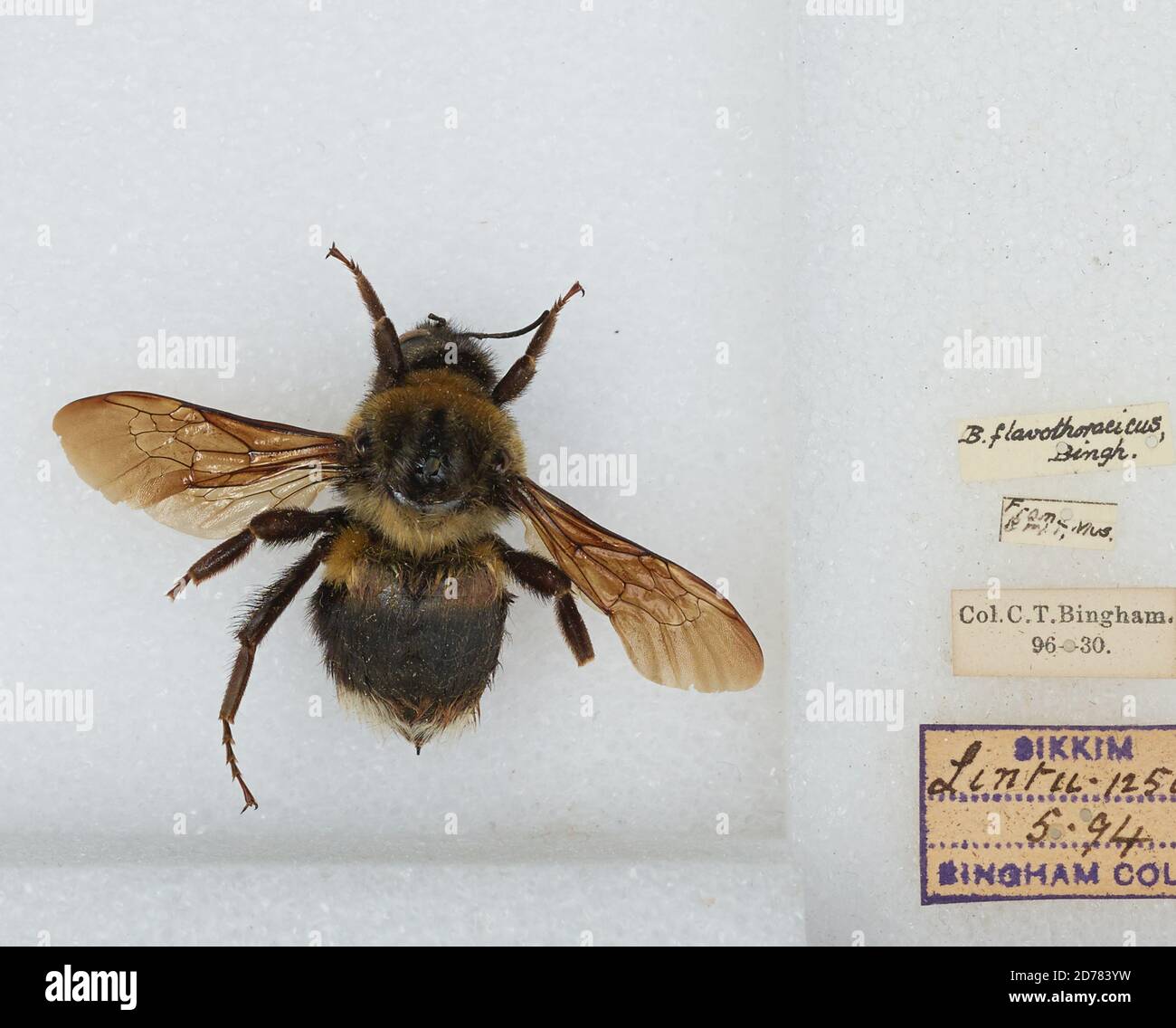 Lintil, Sikkim, India, Bombus (Melanobombus) miniatus Bingham, Animalia ...