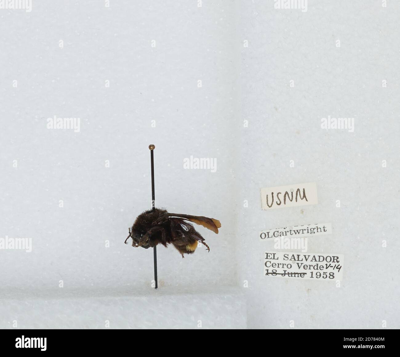 Cerro Verde, El Salvador, Bombus (Pyrobombus) mixtus Cresson, 1878 ...