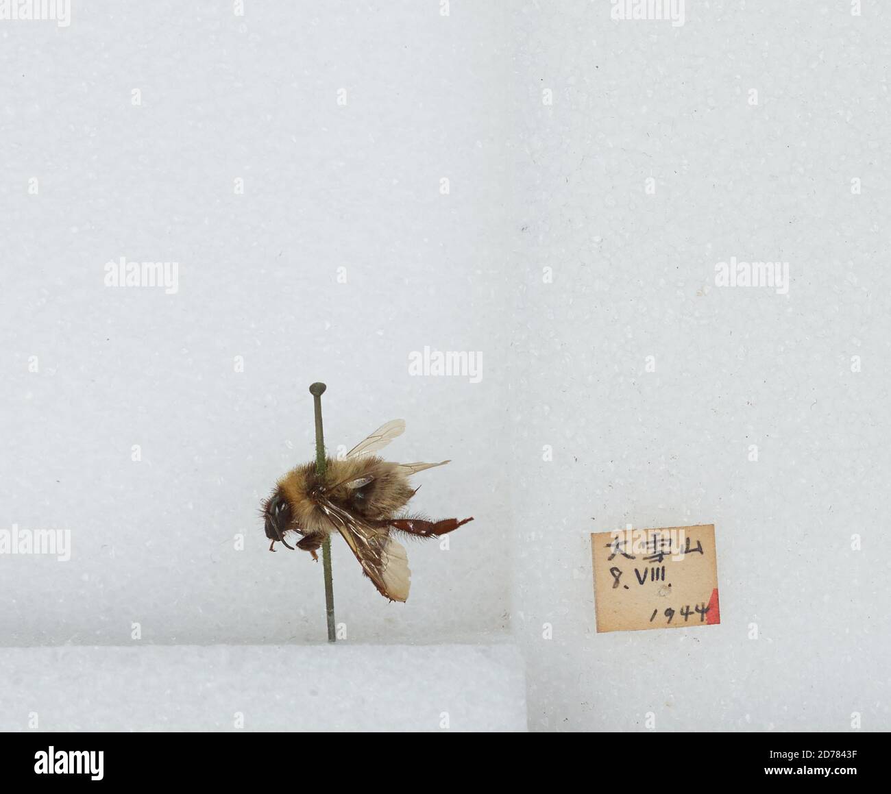 Daisetsuzan, Japan, Bombus (Diversobombus) diversus Smith, Animalia, Arthropoda, Insecta ...