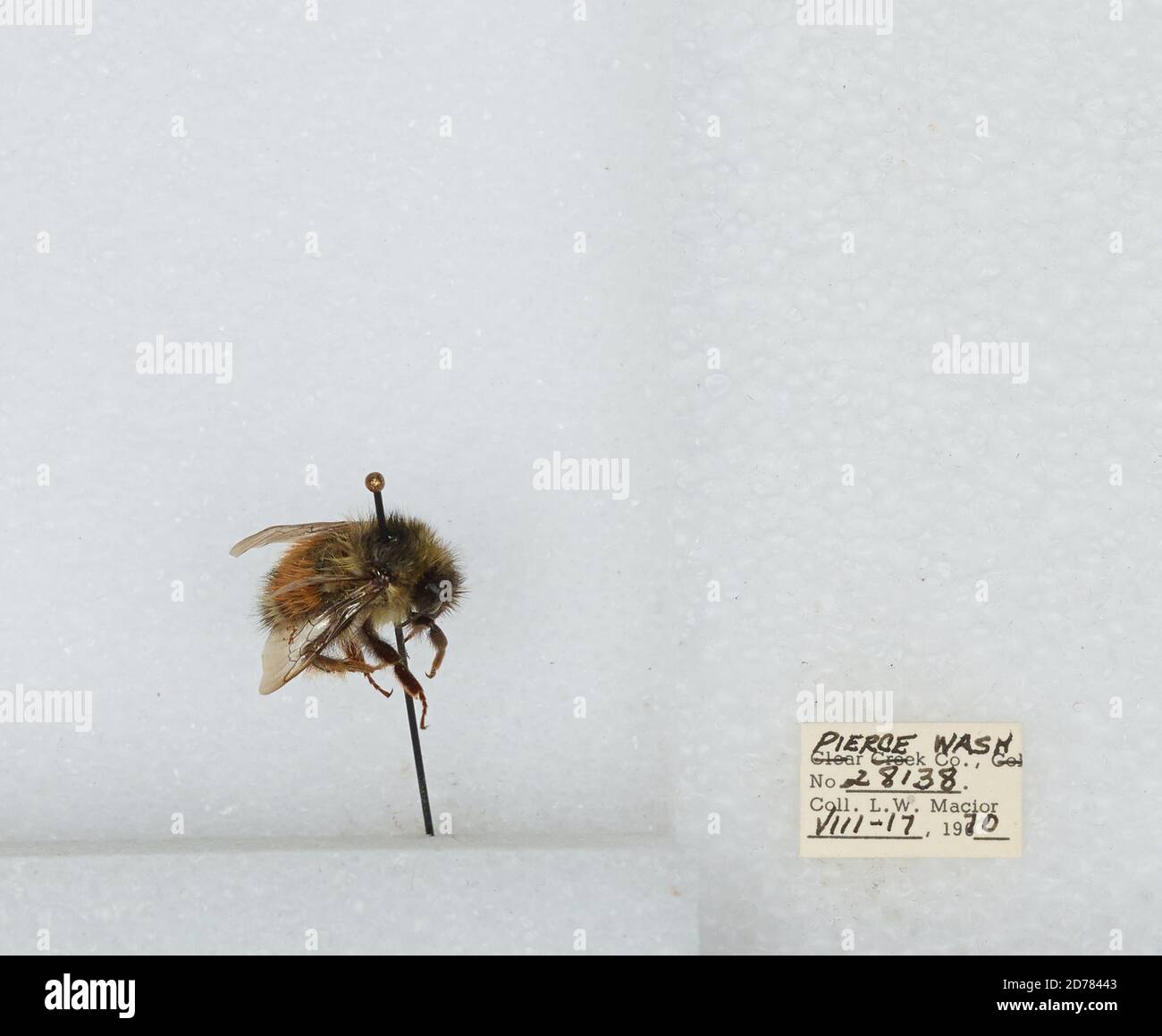 Pierce, Washington, United States, Bombus (Pyrobombus) melanopygus ...