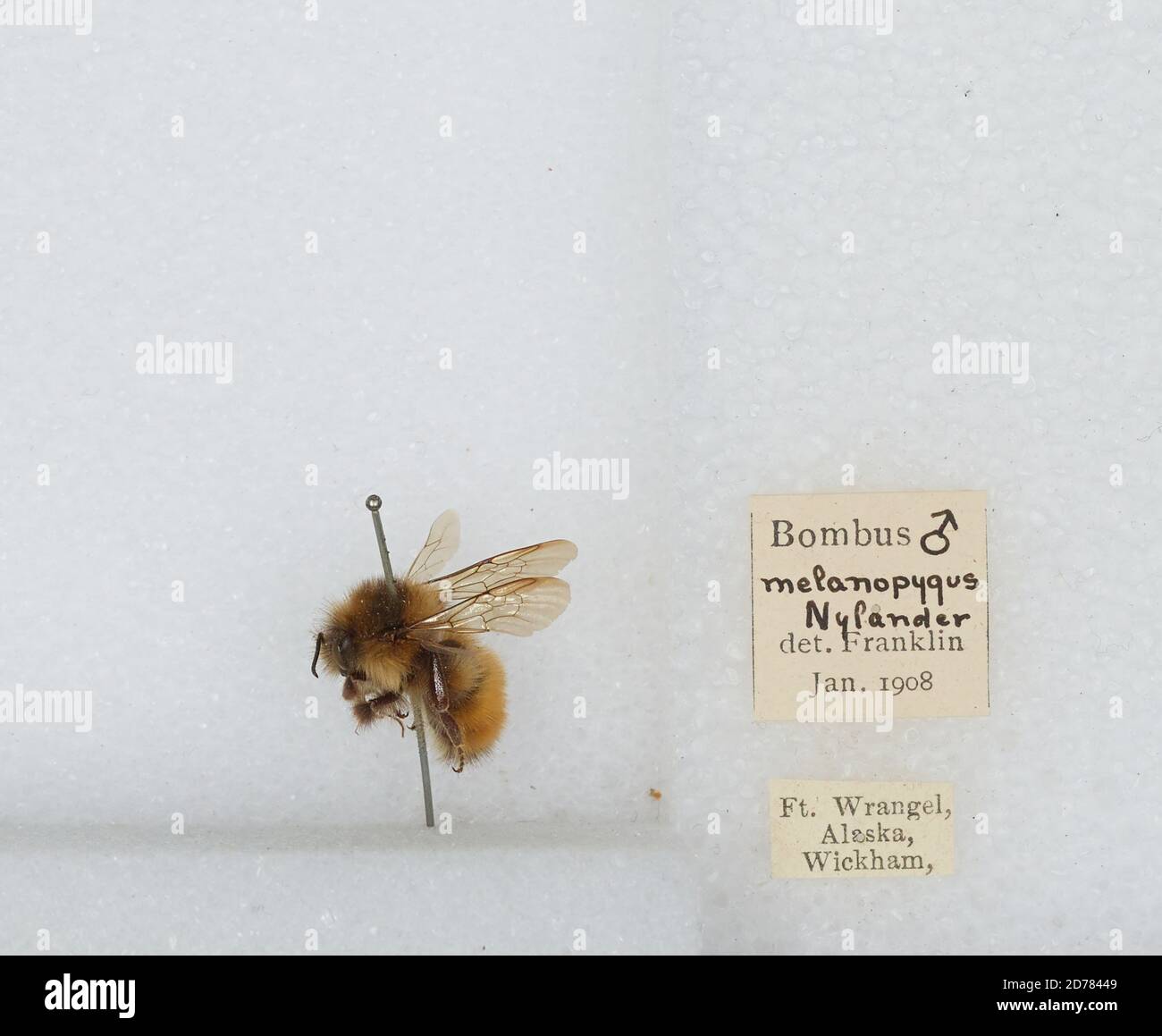 Fort Wrangel, Wrangell, Alaska, United States, Bombus (Pyrobombus ...