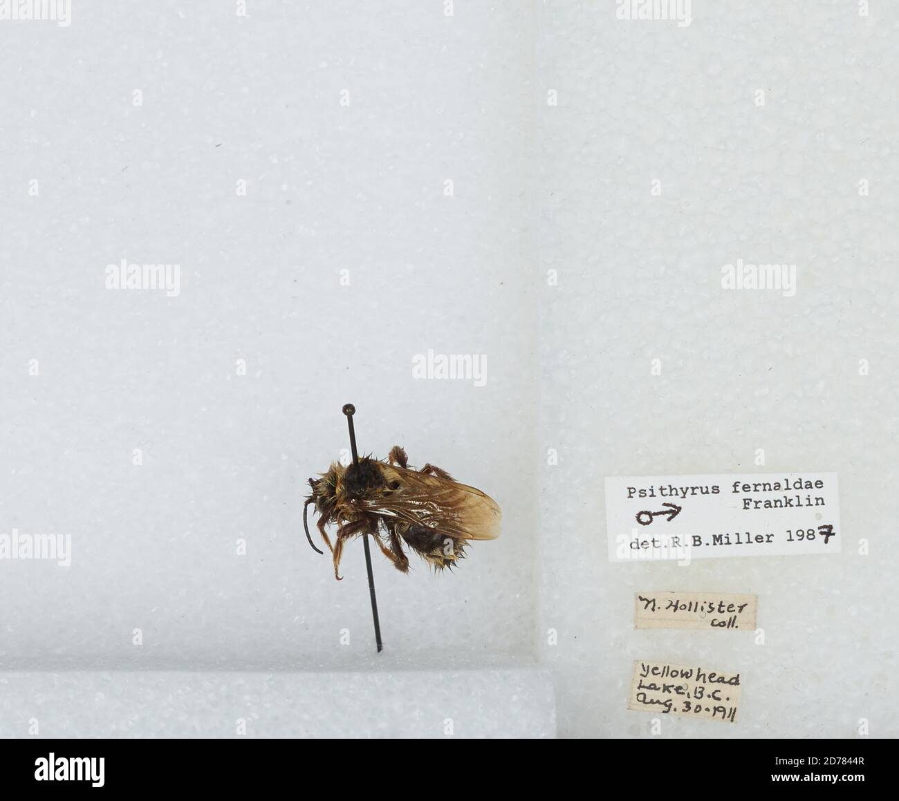 Yellowhead Lake, British Columbia, Canada, Bombus (Psithyrus) fernaldae ...