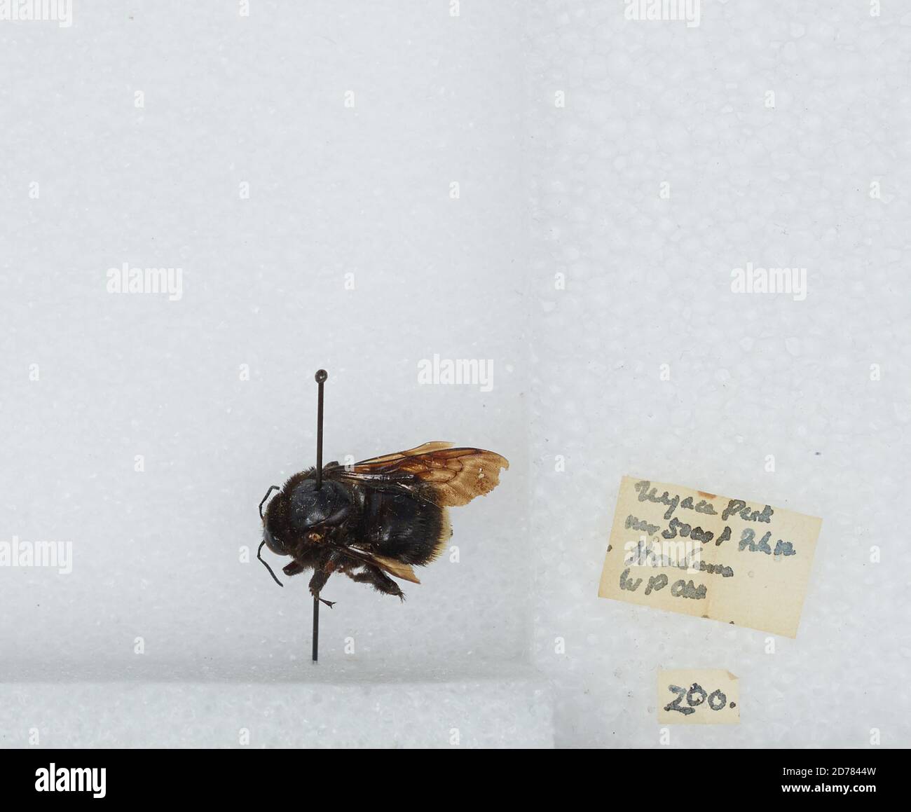 Cerro Uyuca, Francisco Morazan, Honduras, Bombus (Alpigenobombus ...