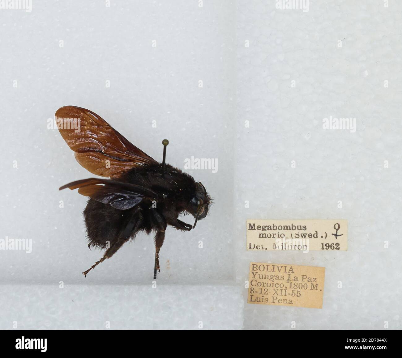 Coroico, Nor Yungas, La Paz, Bolivia, Bombus (Fervidobombus) morio ...