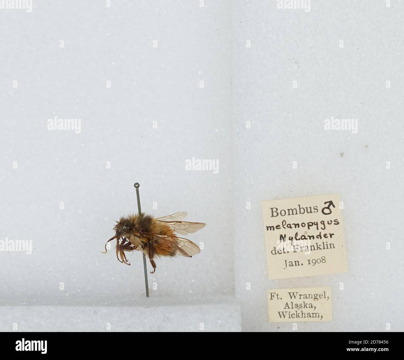 Fort Wrangel, Wrangell, Alaska, United States, Bombus (Pyrobombus ...