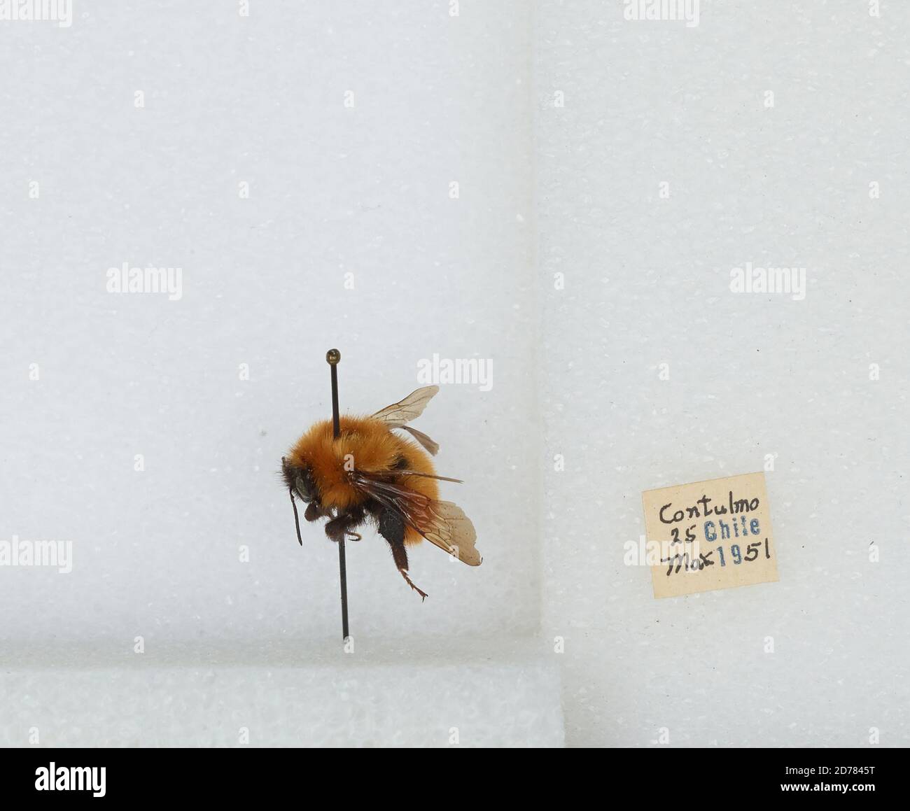 Contulmo, Arauco, Biobio, Chile, Bombus (Fervidobombus) dahlbomii ...