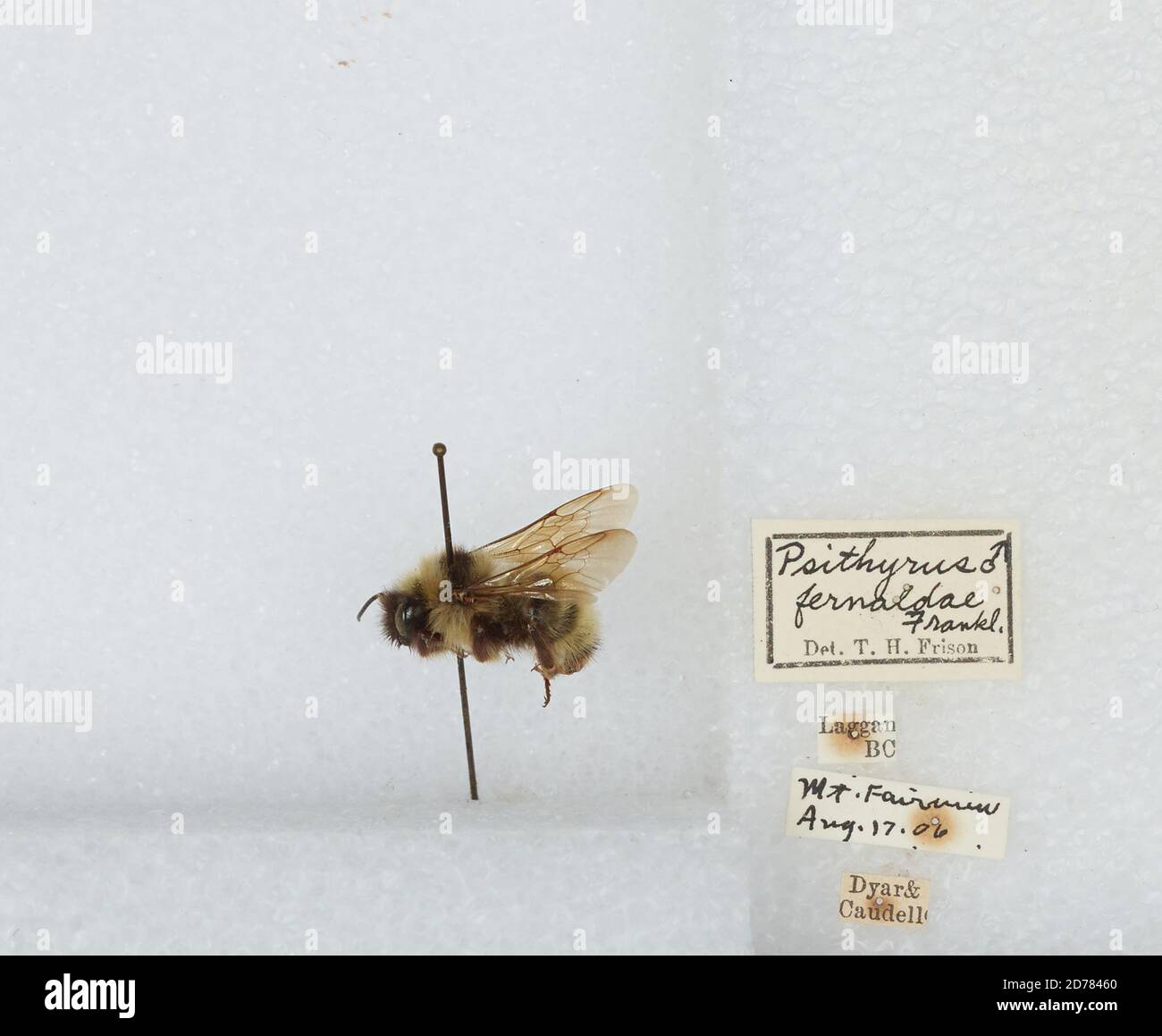 Mount Fairview, Laggan, British Columbia, Canada, Bombus (Psithyrus ...