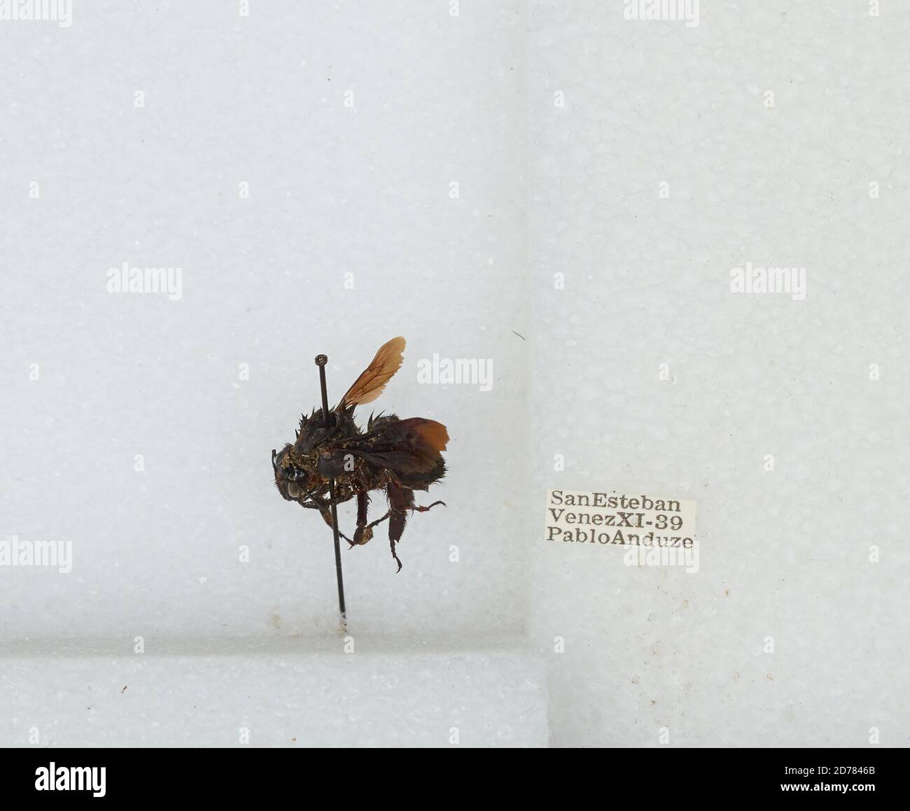Venezuela, Bombus (Fervidobombus) morio (Swederus), Animalia ...
