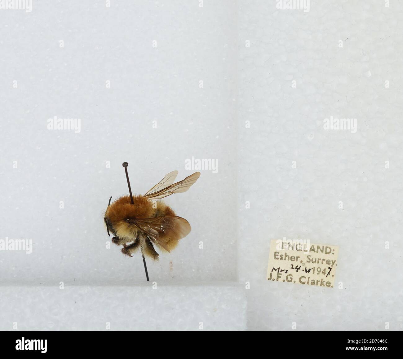 Esher, Surrey, England, United Kingdom, Bombus (Thoracobombus) muscorum ...