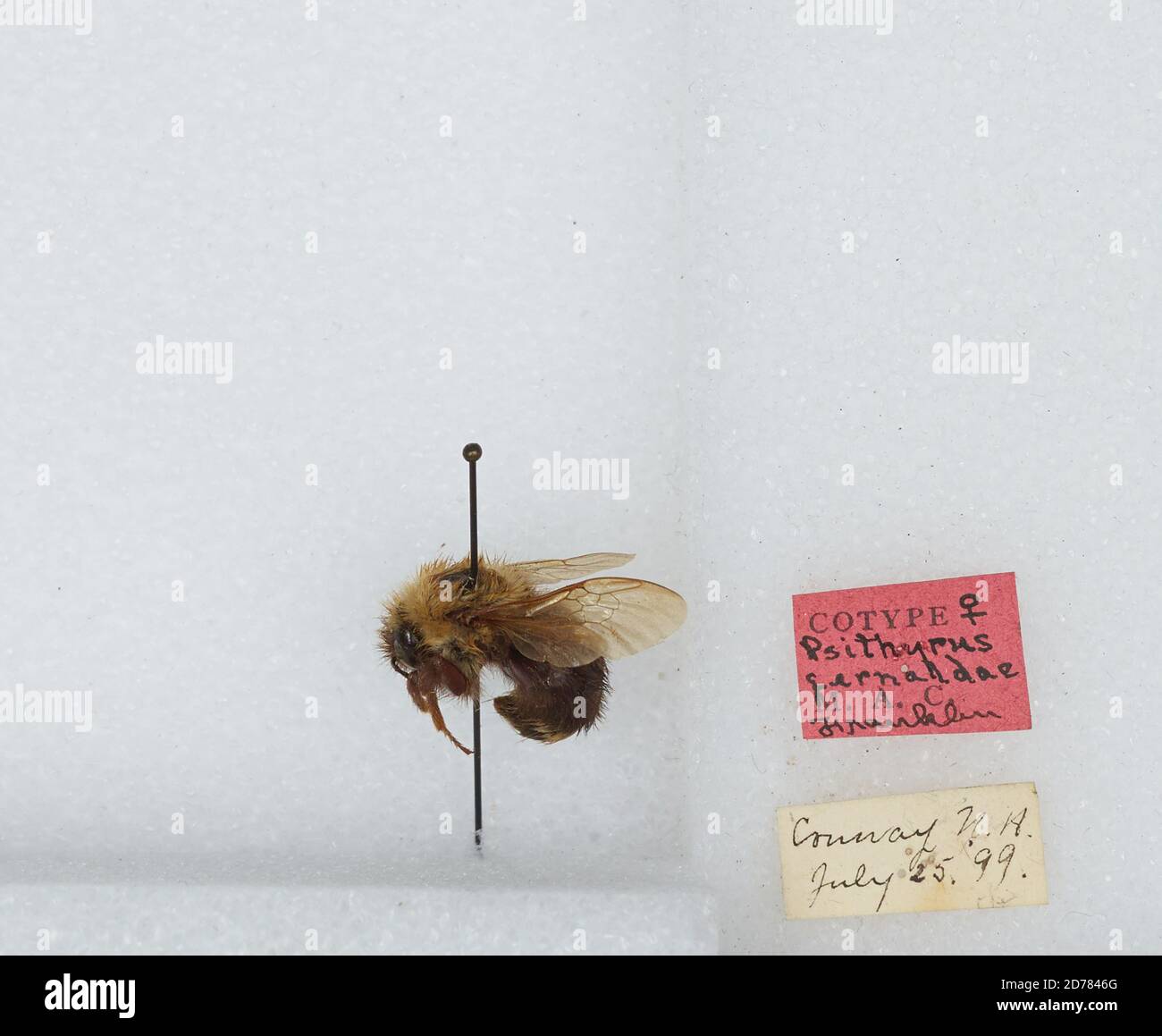 Conway, Carroll, New Hampshire, United States, Bombus (Psithyrus ...