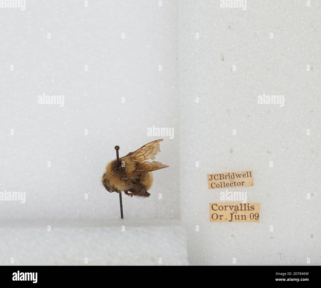 Corvallis, Benton, Oregon, United States, Bombus (Subterraneobombus ...
