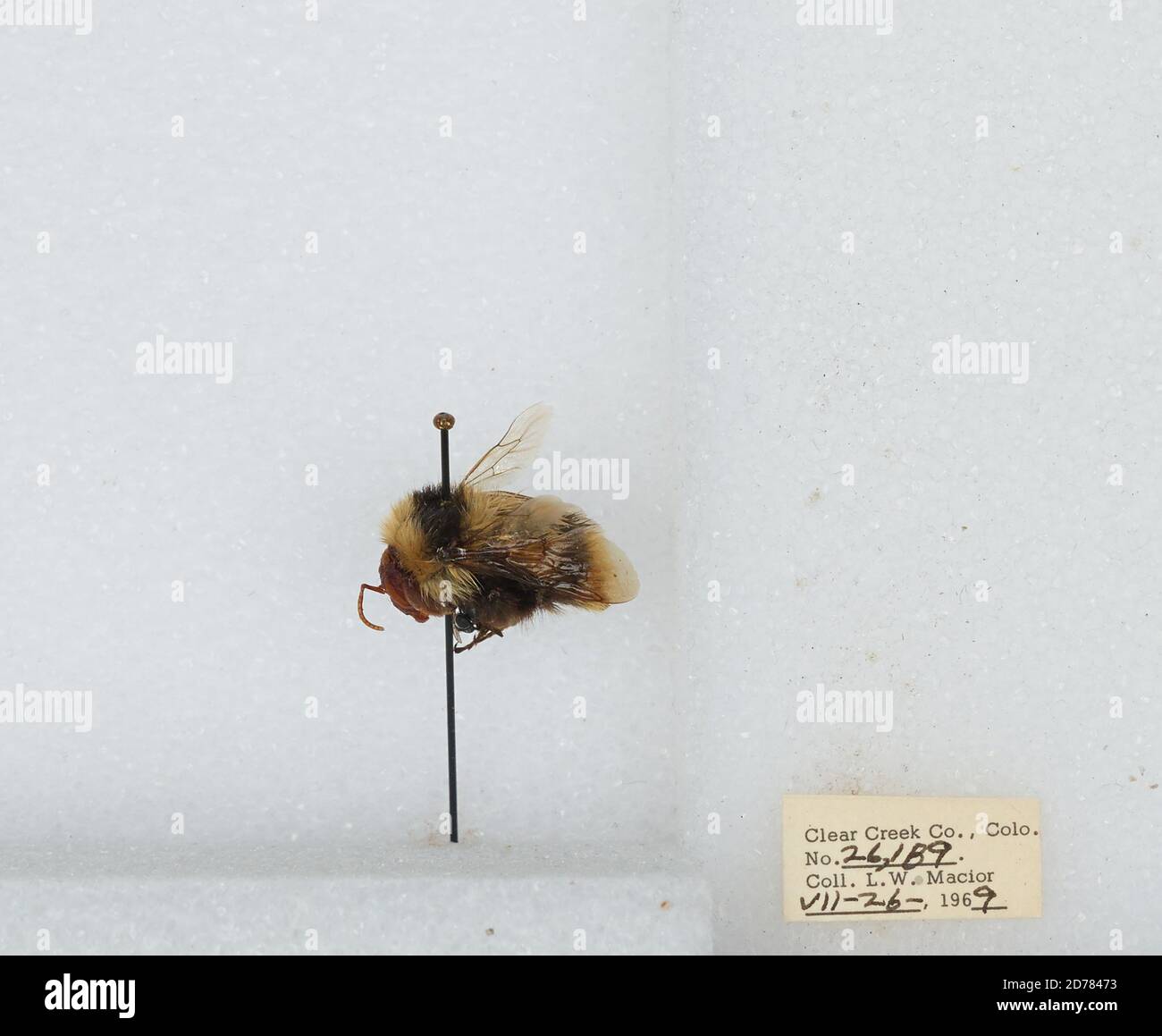 Clear Creek, Colorado, United States, Bombus (Pyrobombus) frigidus ...