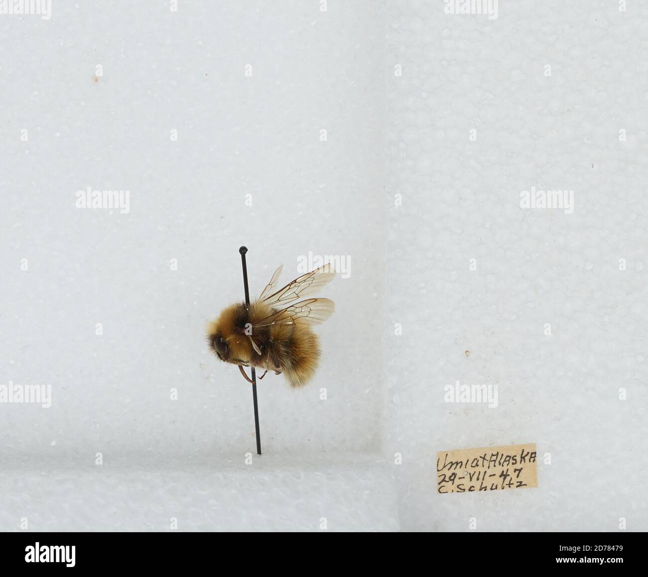 Umiat, North Slope, Alaska, United States, Bombus (Pyrobombus ...