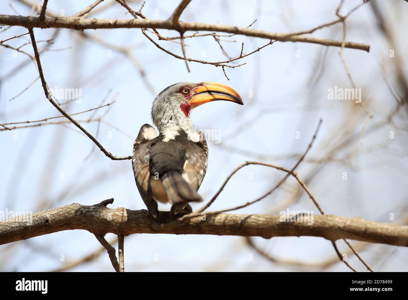 Southern Yellow-billed Hornbill, Tockus leucomelas, South Africa Stock ...