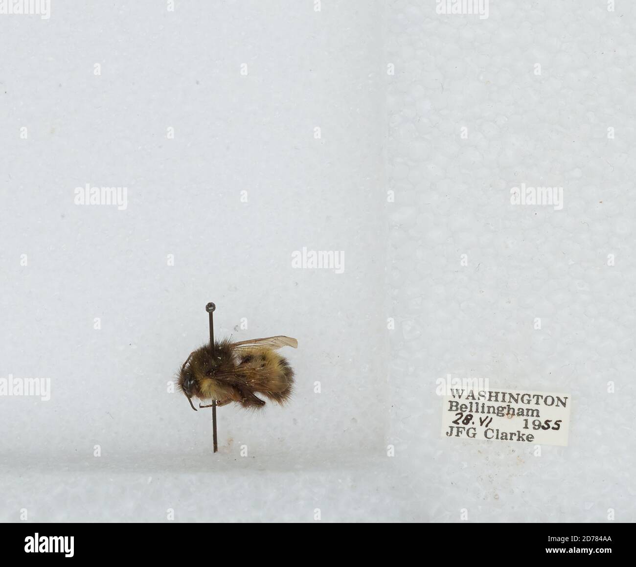 Bellingham, Whatcom, Washington, United States, Bombus (Pyrobombus ...