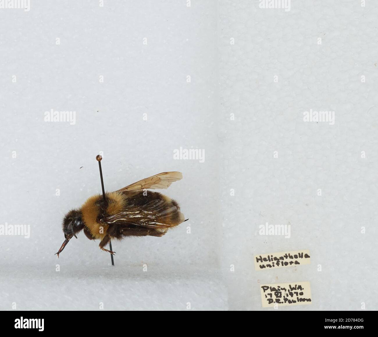 Plain, Chelan, Washington, United States, Bombus (Psithyrus) suckleyi ...