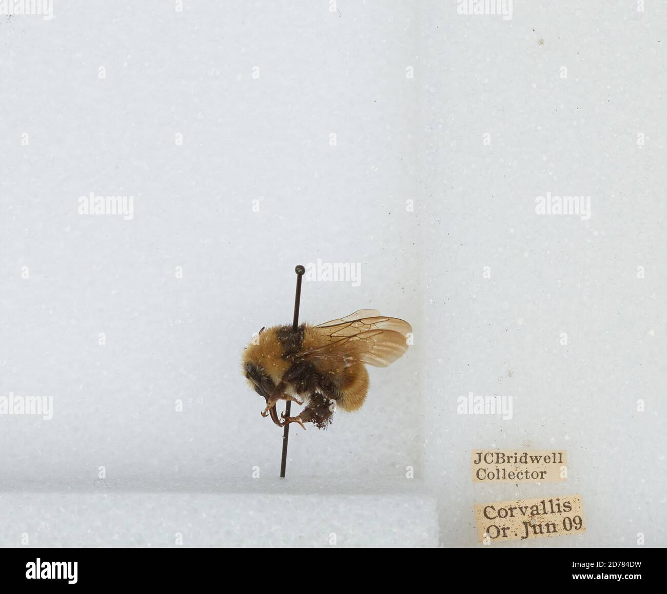 Corvallis, Benton, Oregon, United States, Bombus (Subterraneobombus ...