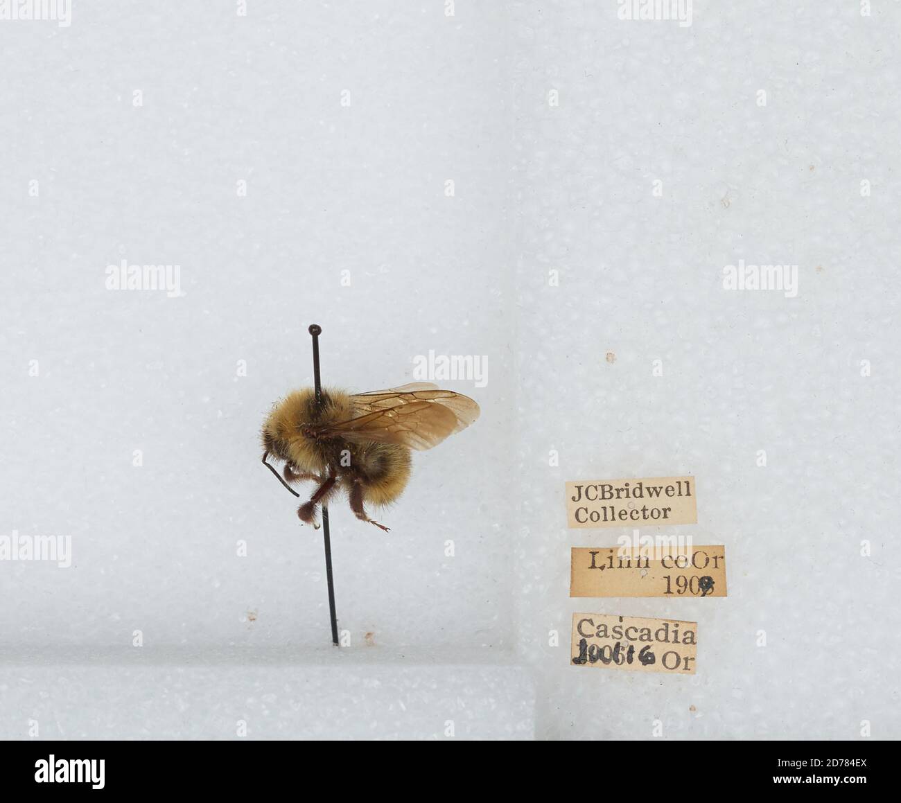 Cascadia, Linn, Oregon, United States, Bombus (Fervidobombus) fervidus ...