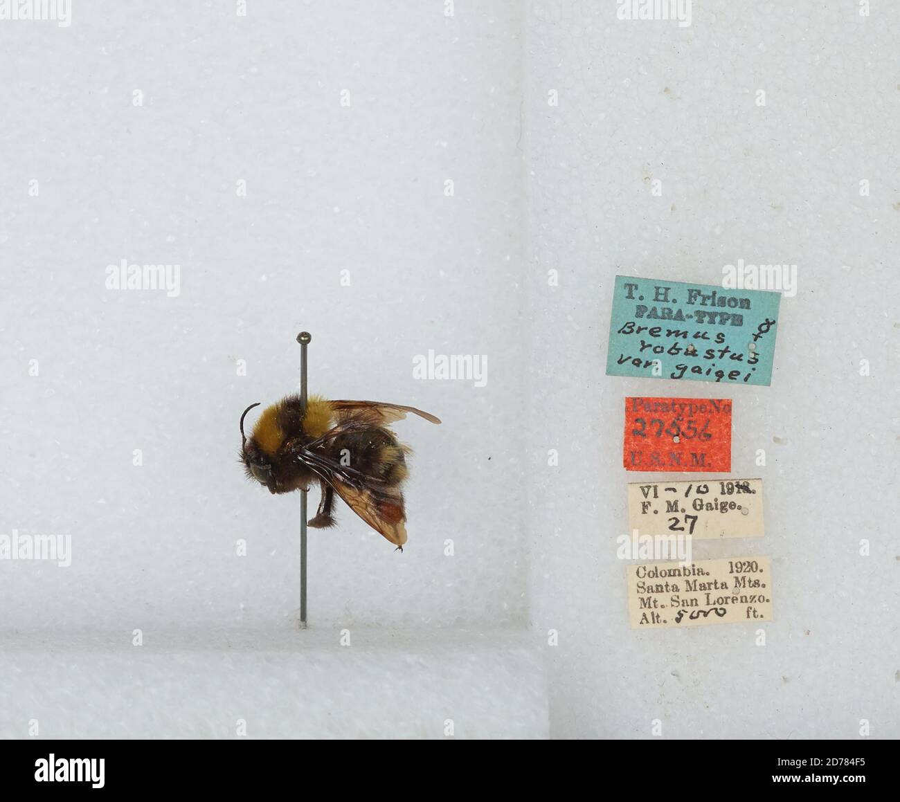 Mount San Lorenzo, Santa Marta Mountains, Magdalena, Colombia, Bombus ...