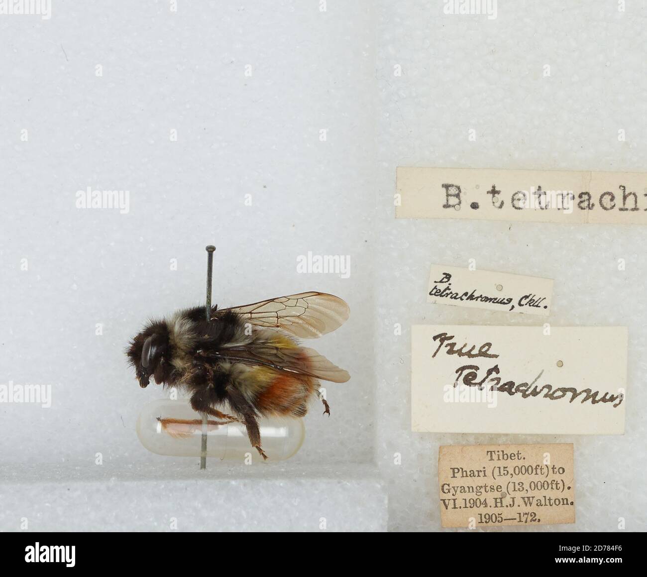 Phari to Gyangtse, Tibet Autonomous Region, China, Bombus (Melanobombus ...