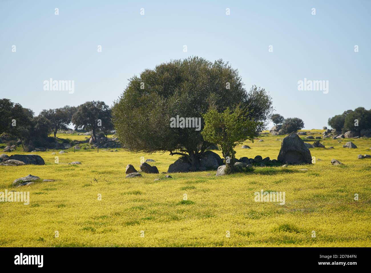 Alentejo landscape with olive tree and yellow flowers in Portugal Stock ...