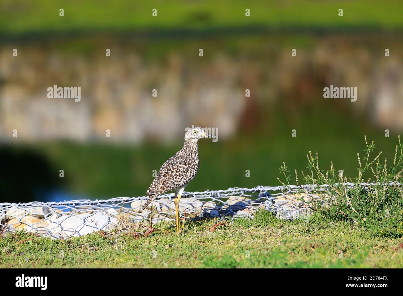 African dikkop hi-res stock photography and images - Alamy