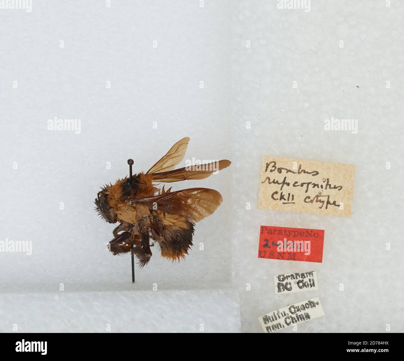 Yibin, Sichuan, China, Bombus (Alpigenobombus) breviceps Smith, 1852 ...