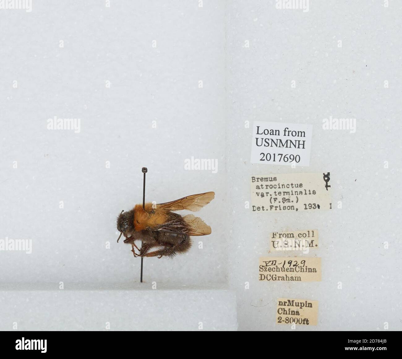 near Muping, formerly Mupin, Sichuan, China, Bombus (Festivobombus ...