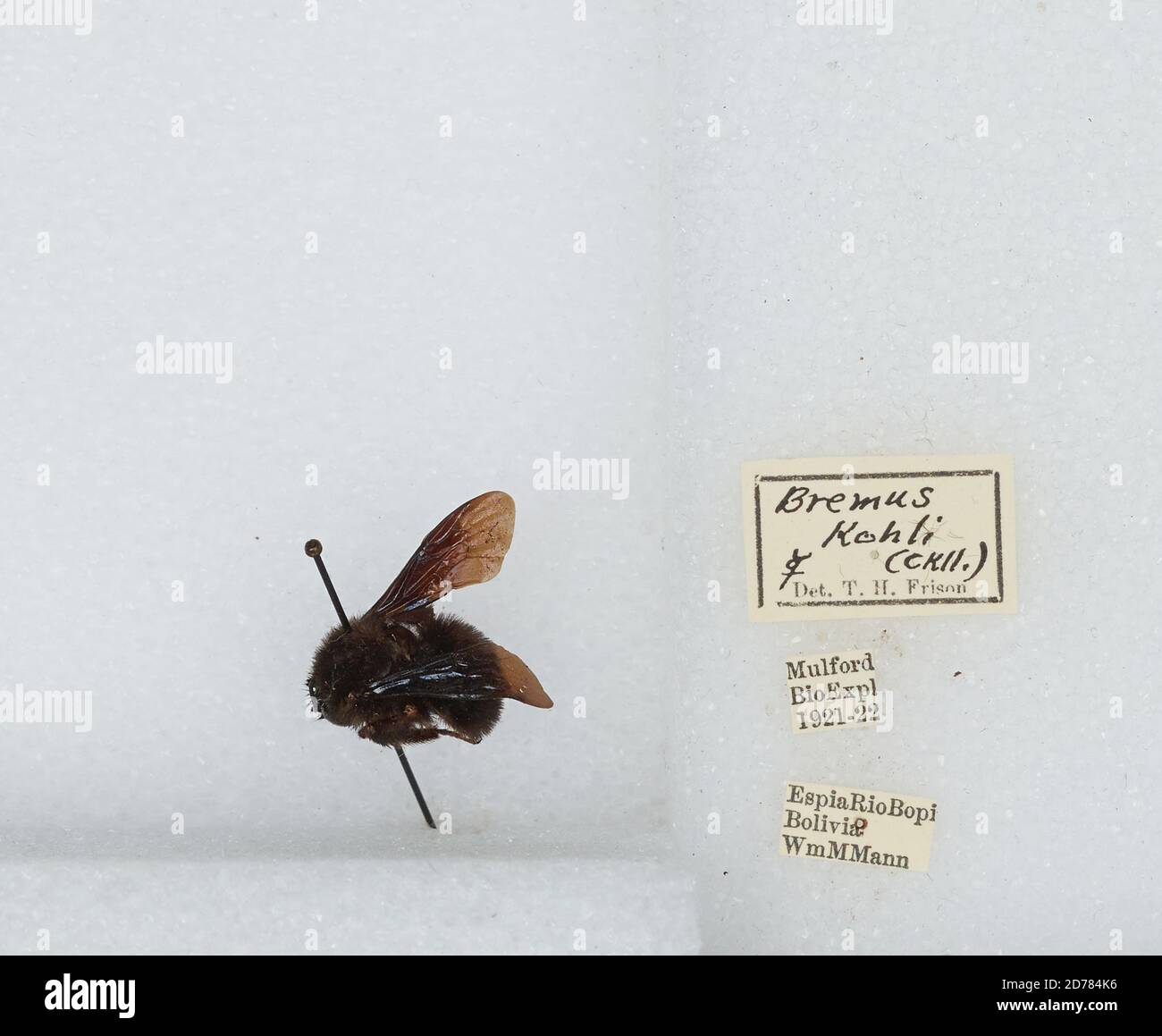 Espia Rio Bopi, La Paz, Bolivia, Bombus (Fervidobombus) morio (Swederus ...