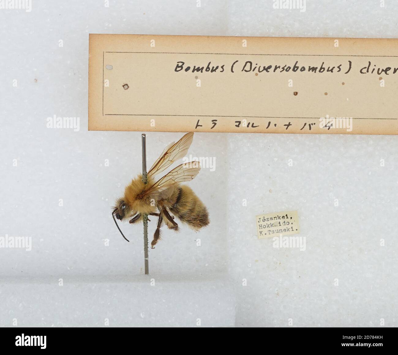 Jozankei, Hokkaido, Japan, Bombus (Diversobombus) diversus Smith, Animalia, Arthropoda, Insecta ...