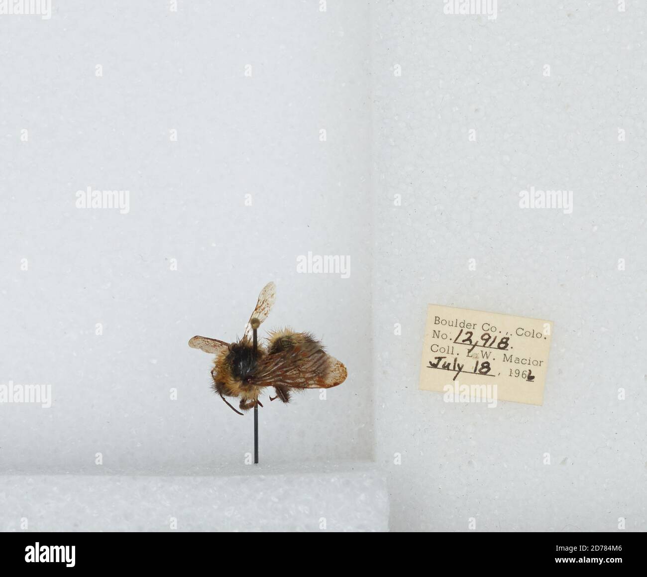 Boulder, Colorado, United States, Bombus (Alpinobombus) balteatus ...