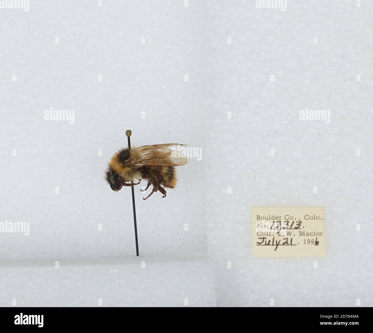 Boulder, Colorado, United States, Bombus (Alpinobombus) balteatus ...