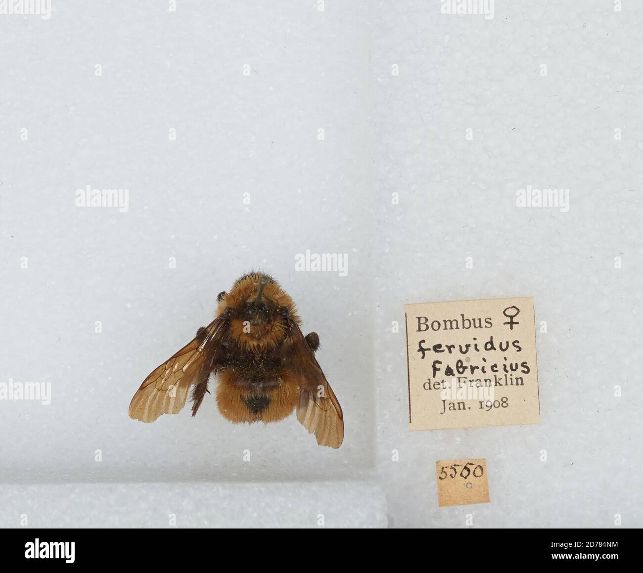 Bombus (Fervidobombus) fervidus fervidus (Fabricius), Animalia ...